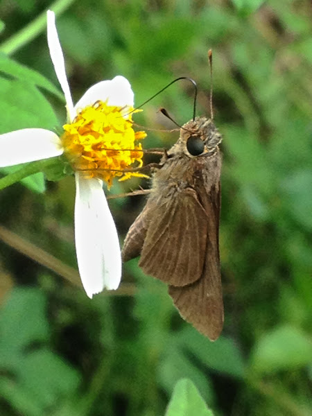 Ocola Skipper | Project Noah