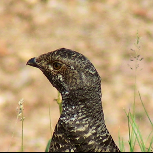Dusky grouse | Project Noah