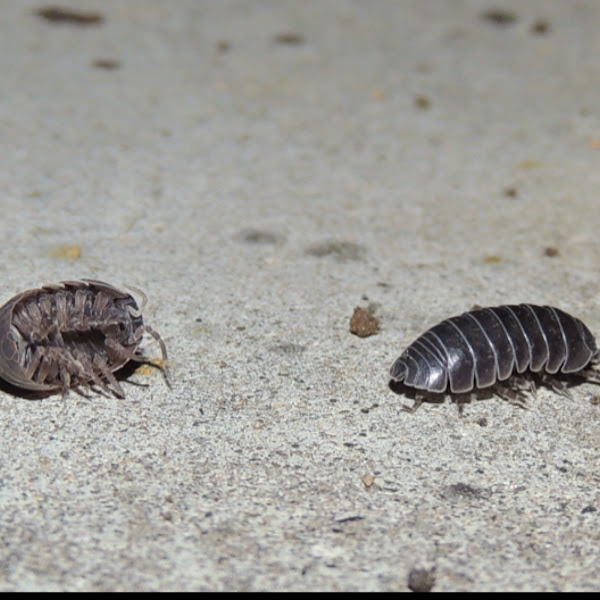 Pill bug | Project Noah