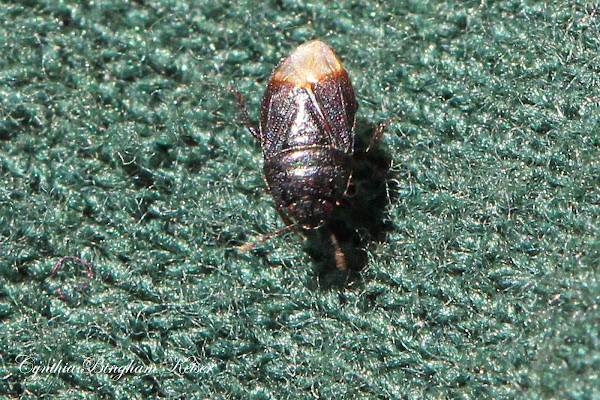 Burrowing Bug | Project Noah