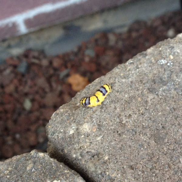 Western Grapeleaf Skeletonizer | Project Noah