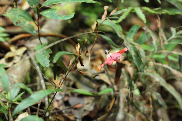 The Vermillion Dendrobium | Project Noah