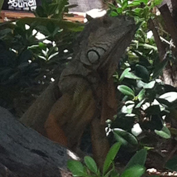Green iguana | Project Noah