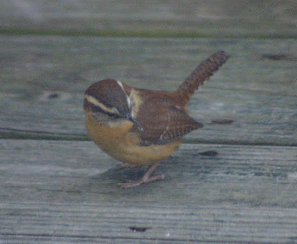 Carolina Wren | Project Noah