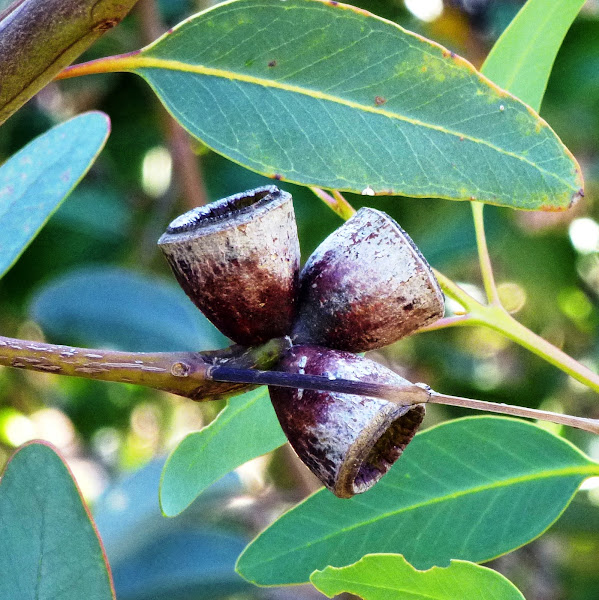 Eucalyptus seed Pod | Project Noah
