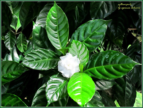 Crape Jasmine | Project Noah