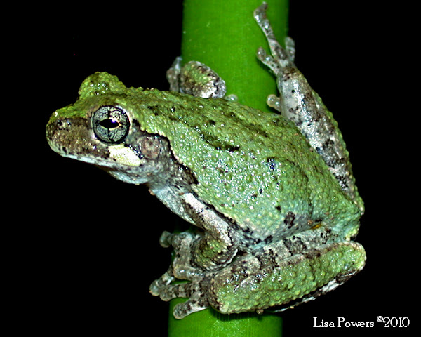 Cope's Gray Treefrog | Project Noah
