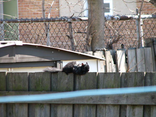 Eastern Grey Squirrel & Black Squirrel | Project Noah