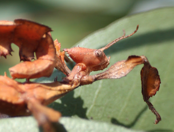 Spiny leaf Insect | Project Noah