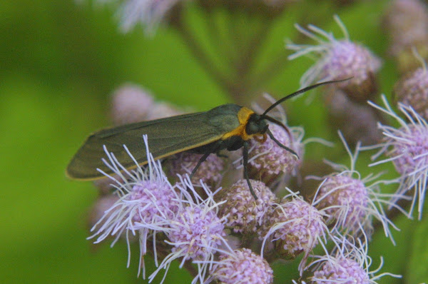 Yellow-collared Scape Moth | Project Noah