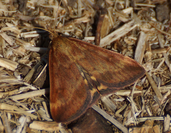 Raspberry Pyrausta moth | Project Noah