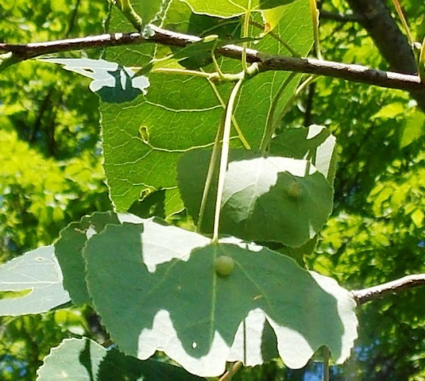Hackberry Nipple Galls | Project Noah