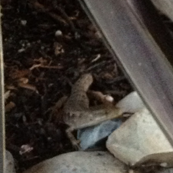 Alligator lizard | Project Noah