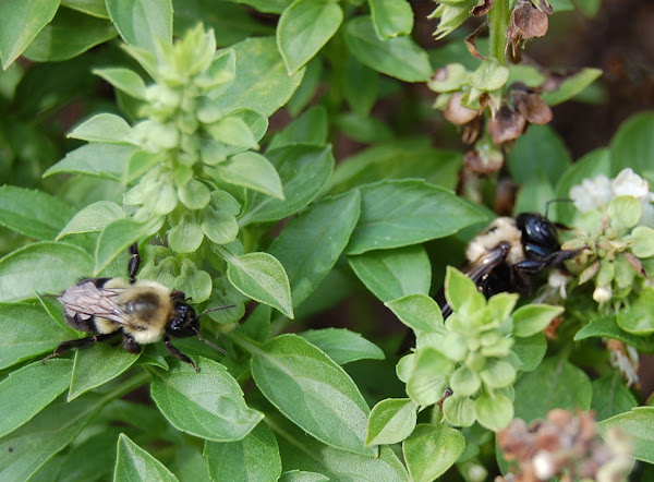 Common Eastern Bubble Bee | Project Noah