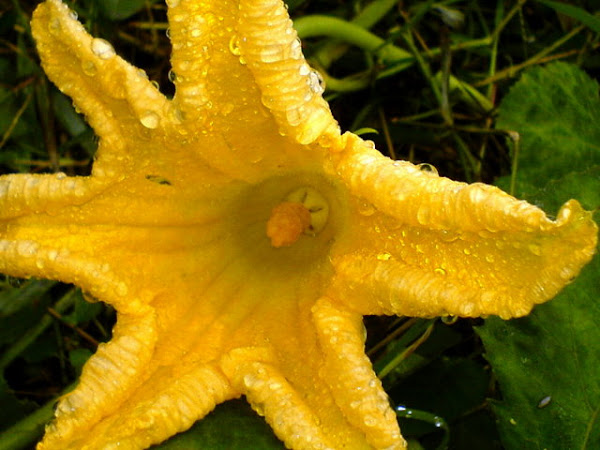 Squash blossom, Calabaza, Pumpkin | Project Noah