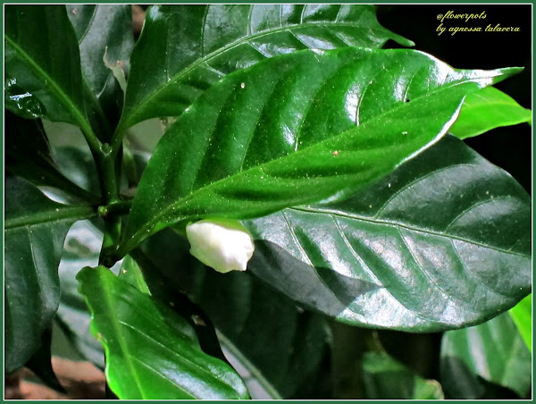 Crape Jasmine | Project Noah