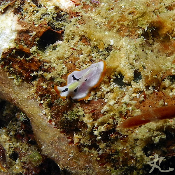 Script Flatworm | Project Noah