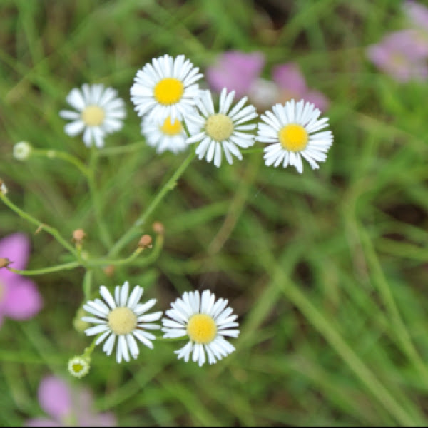 Fleabane | Project Noah