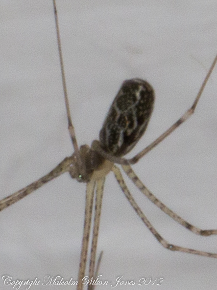 Marbled Cellar Spider | Project Noah