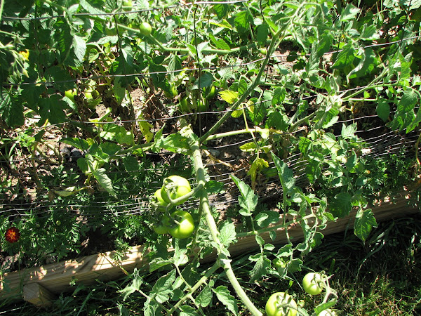 Tomato | Project Noah