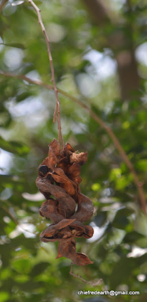 Manilla Tamarind, Madras Thorn, Sweet tamarind, जंगल जलेबी, கொடுக்காப்புளி | Project Noah