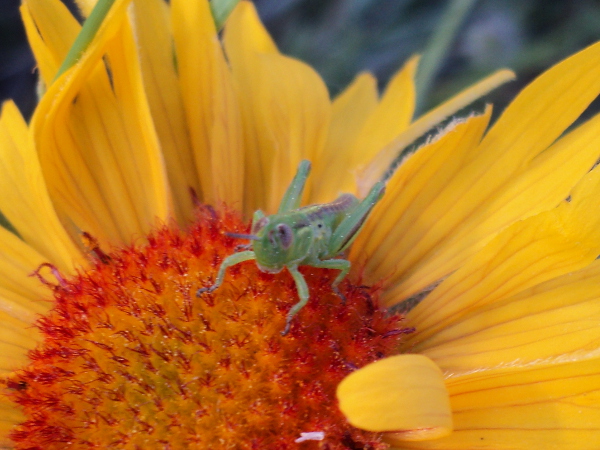 Unknown Grasshopper | Project Noah