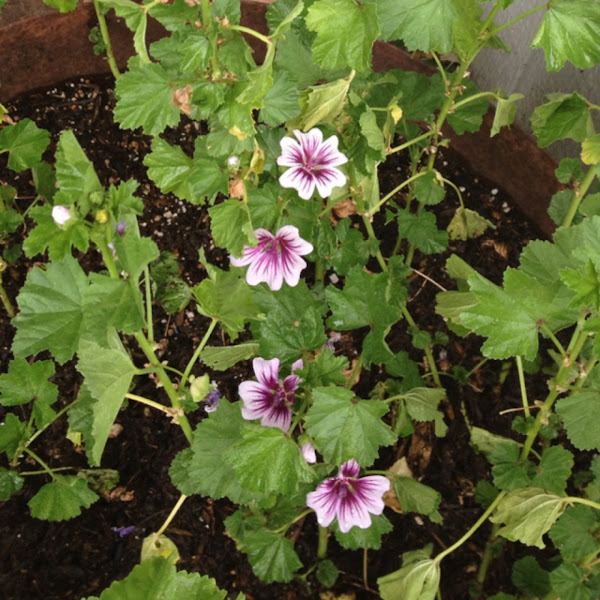 Common Mallow (Zebrina) | Project Noah