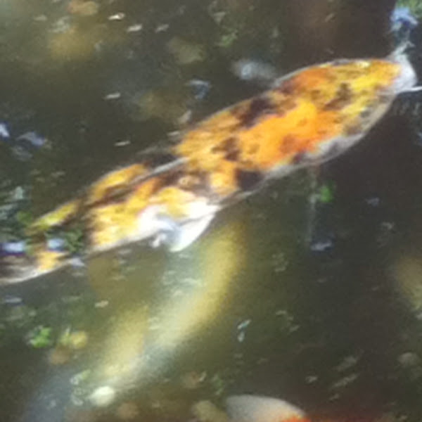 Koi fish | Project Noah