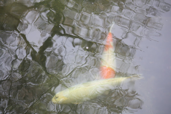 Koi (Japanese Carp) | Project Noah