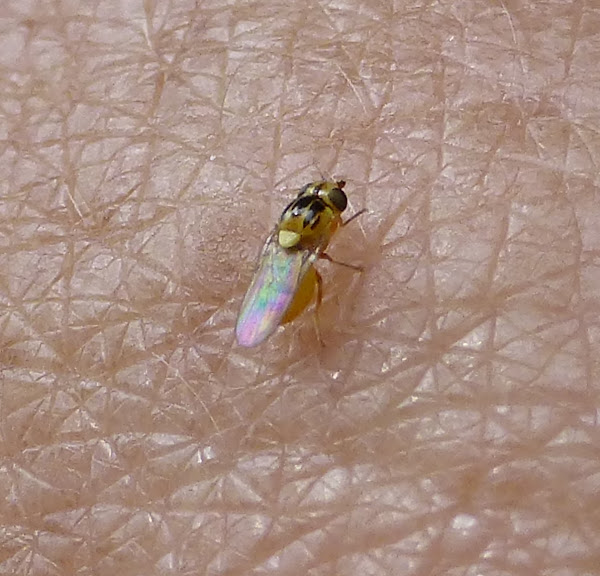 Frit/Grass Fly | Project Noah