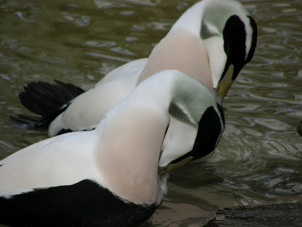 Common Eider | Project Noah