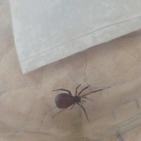 Boreal Cobweb Spider | Project Noah