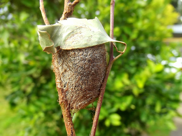 Emperor gum moth pupa | Project Noah