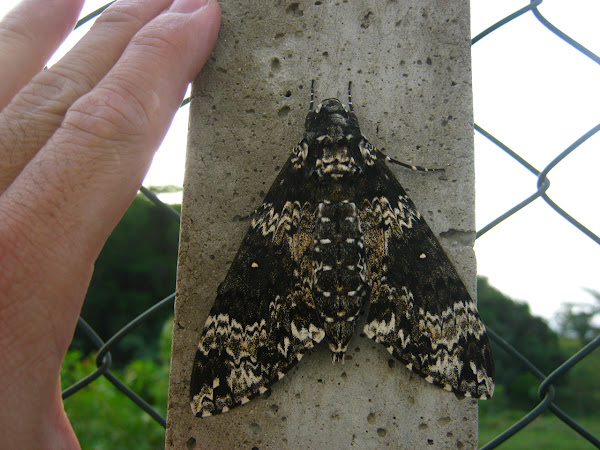 Rustic Sphinx | Project Noah