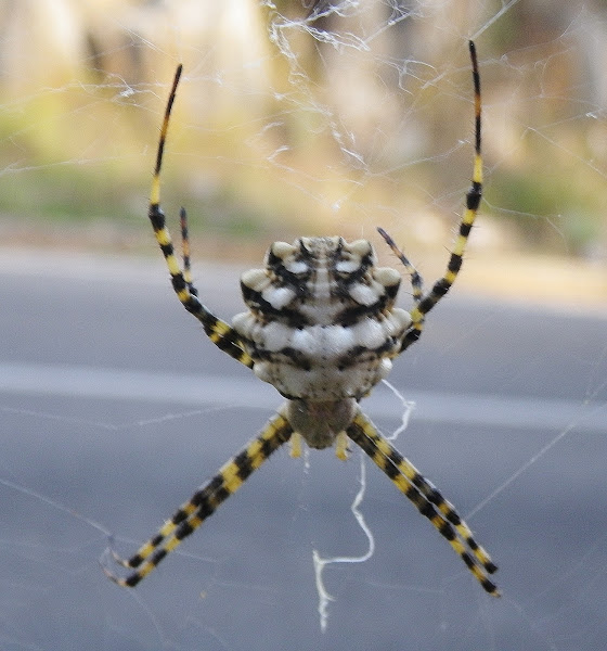 Lobed Argiope (female) | Project Noah