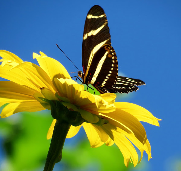Zebra longwing | Project Noah