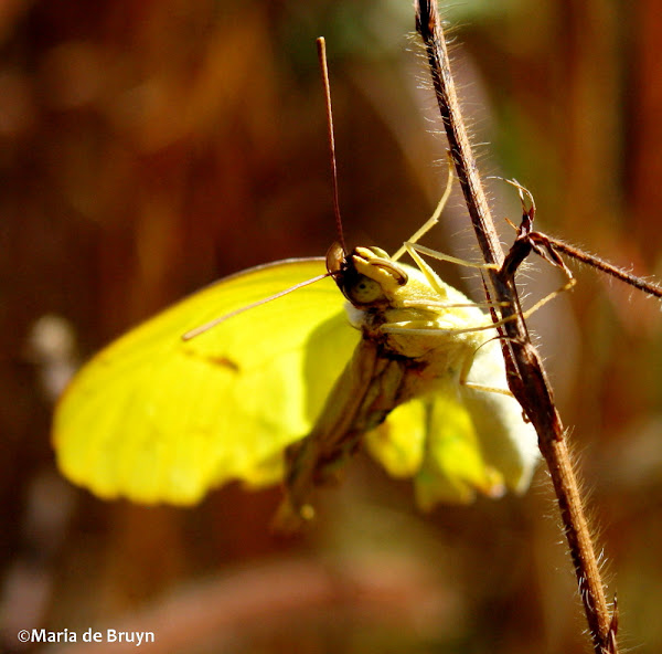 Cloudless sulphur | Project Noah