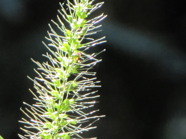 Foxtail grass | Project Noah