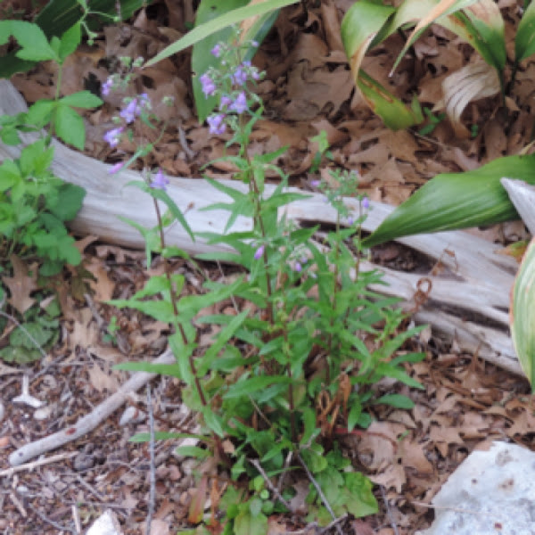 Gulf Penstemon | Project Noah