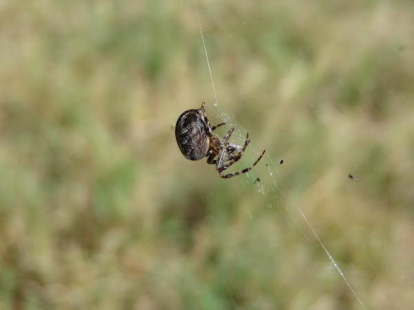 Cross Orbweaver | Project Noah