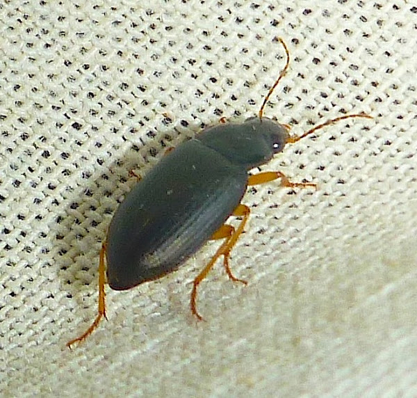 Ground Beetle | Project Noah