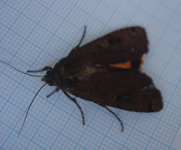 Large Yellow Underwing Moth ♂ | Project Noah