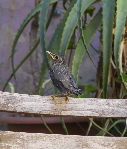 Austral Thrush | Project Noah