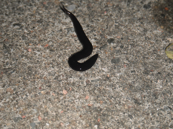 Land Planarian/Flatworm | Project Noah