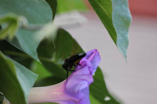 Carpenter Bee | Project Noah