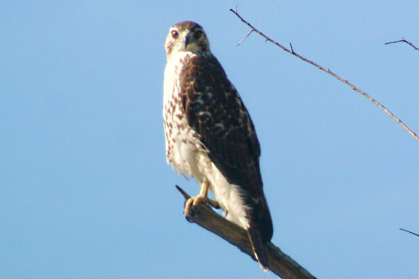 Red-tailed Hawk | Project Noah