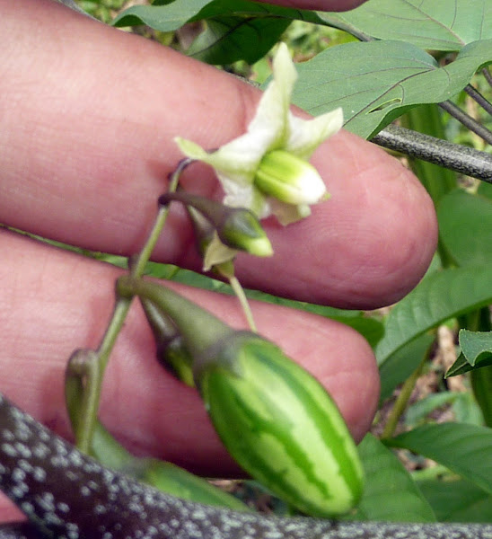 Wild eggplant | Project Noah