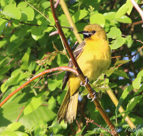 Orchard Oriole | Project Noah