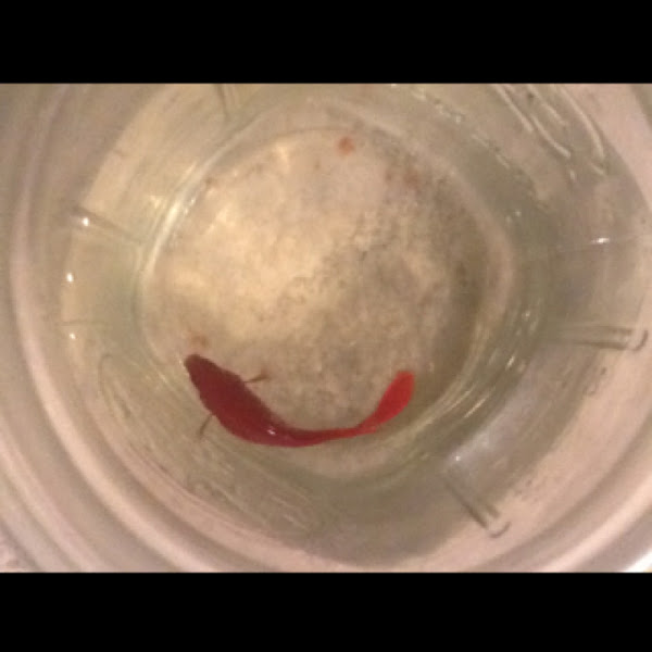 Female BETTA fish | Project Noah