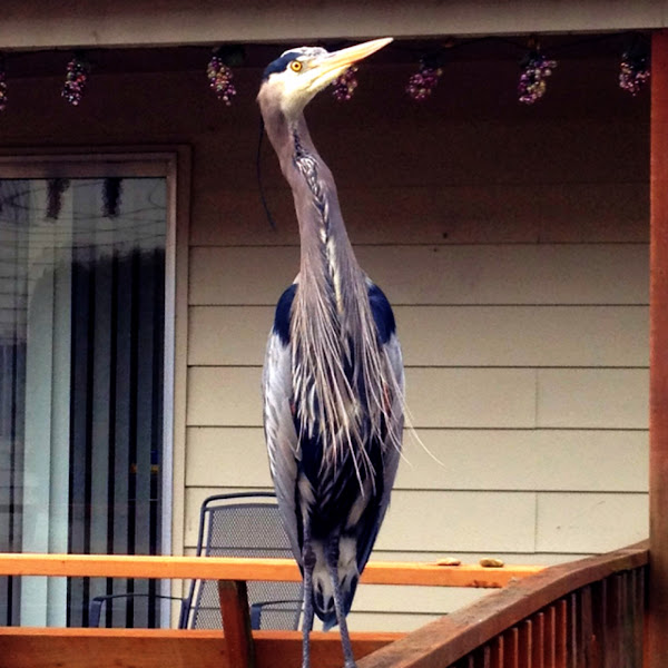 Great Blue heron | Project Noah